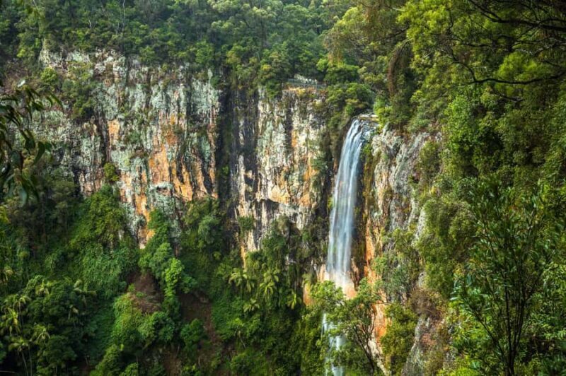 Gold Coast: Natural Bridge & Springbrook Waterfalls Tour - Natural Bridge & Springbrook Waterfalls Tour: An Authentic Taste of Queensland’s Rainforest