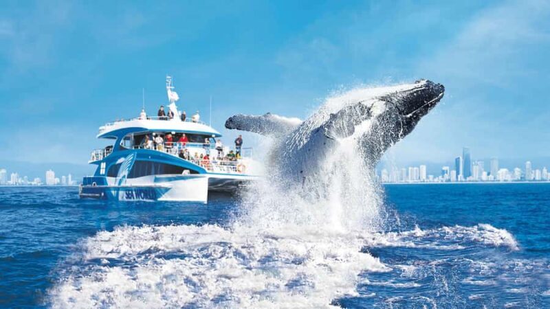 Gold Coast: Premium Whale Watching Cruise - Introduction: Why This Whale Watching Tour Might Be Your Best Gold Coast Adventure