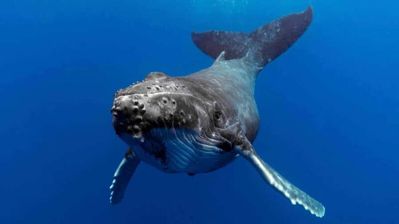 Gold Coast: Premium Whale Watching Cruise - The Vessel and Comfort: What You Need to Know