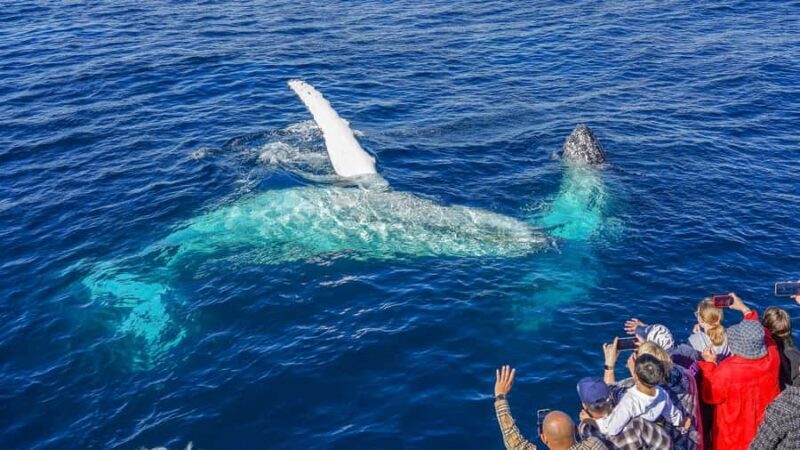 Gold Coast: Premium Whale Watching Cruise - The Price and Value for Money