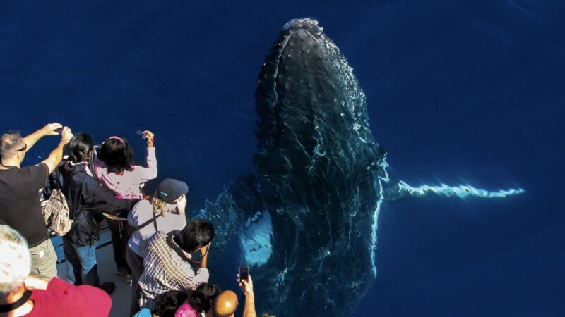 Gold Coast: Premium Whale Watching Cruise - Authentic Experiences from Past Travelers