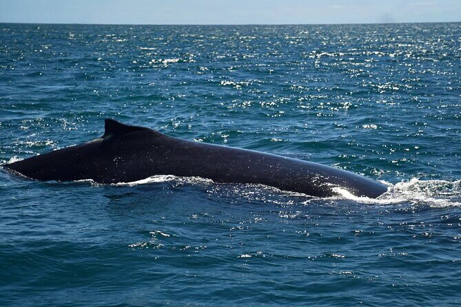 Gold Coast Private Customize One Day Tour - FAQ