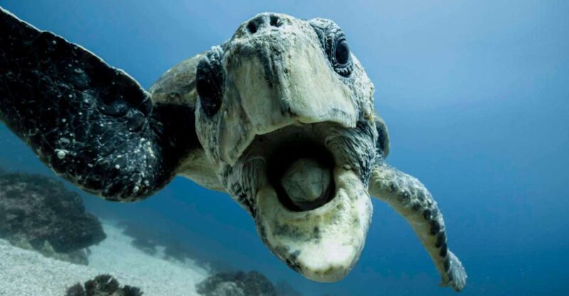 Gold Coast: Snorkel with Turtles - FAQs