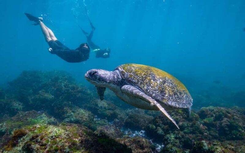 Gold Coast: Snorkeling with Turtles Half-Day Tour - An Honest Look at the Experience
