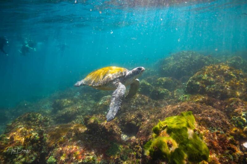 Gold Coast: Snorkeling with Turtles Half-Day Tour - Final Thoughts: Who Should Book This Tour?