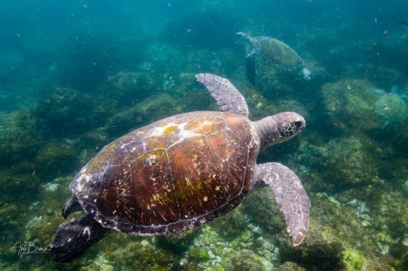Gold Coast: Snorkeling with Turtles Half-Day Tour - FAQs