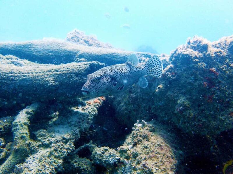 Gold Coast: Snorkelling in Wave Break Island - Value for Money and Why It Works