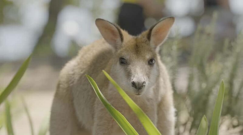 Gold Coast: Stradbroke Island Jetski Tour - What’s Included and What to Bring