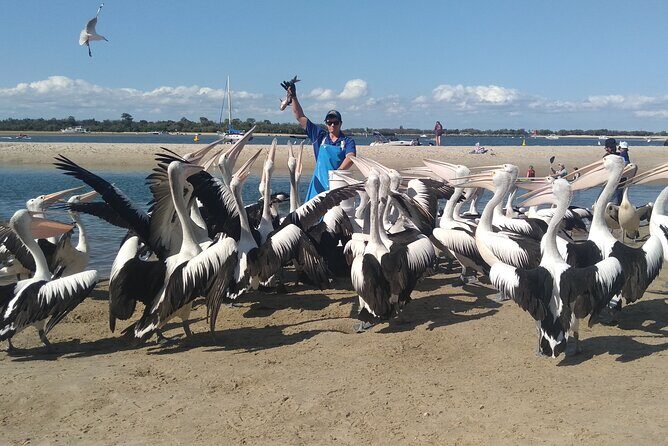 Gold Coast Surfer's Paradise Private Tour from Brisbane - Who Will Love This Tour?