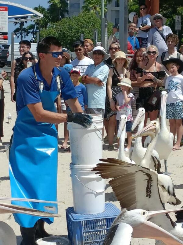 Gold Coast Surfers Paradise Private Tour from Brisbane - A Detailed Look at the Gold Coast Private Tour