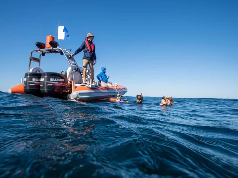 Gold Coast: Swim with Whales - In-Water Experience: Swimming and Snorkeling