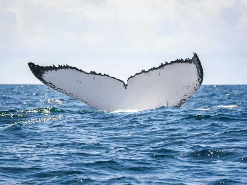 Gold Coast: Swim with Whales - Who Guides the Tour?