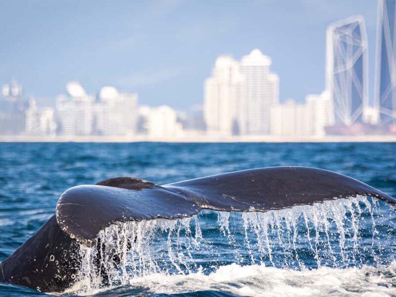 Gold Coast: Swim with Whales - What to Bring