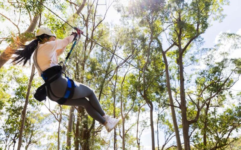Gold Coast: Tamborine Mountain Canyon Flyer Zipline Tour - Summary