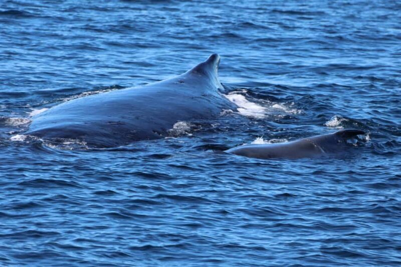Gold Coast Whale Experience - Key Points
