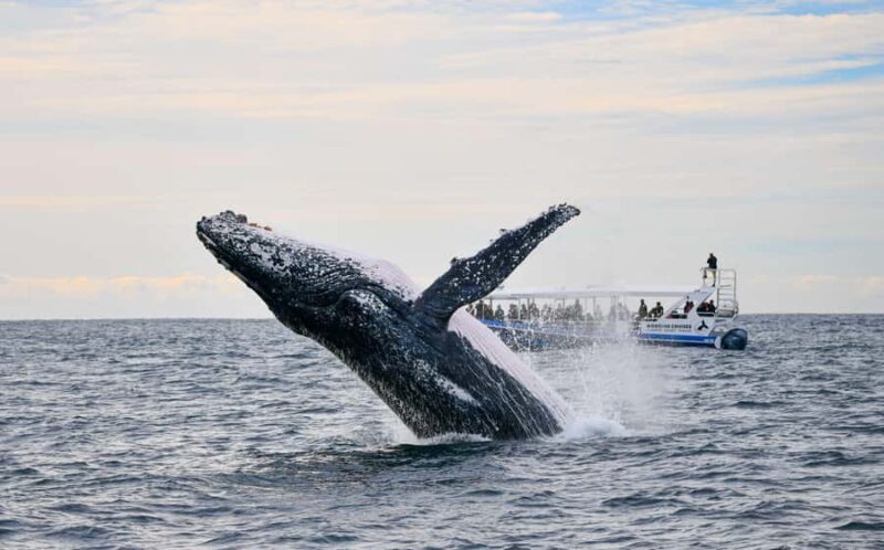 Gold Coast Whale Experience - Introduction: What Makes the Gold Coast Whale Experience Stand Out?