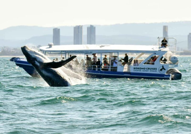 Gold Coast Whale Experience - What Makes This Tour Special?