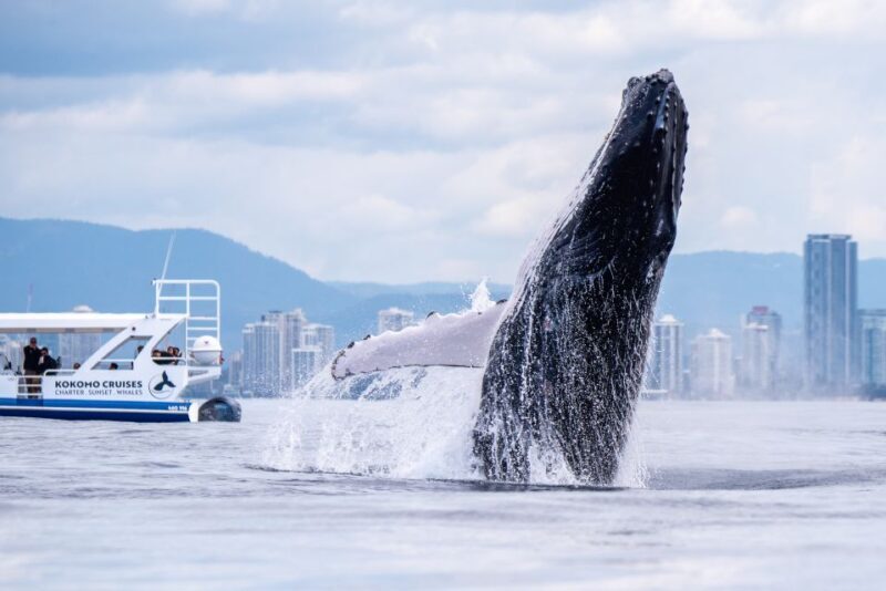 Gold Coast Whale Experience - Practical Details: How the Tour Works