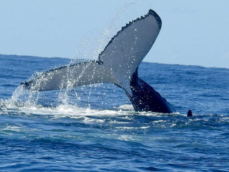 Gold Coast Whale Experience - Why We Recommend the Gold Coast Whale Experience