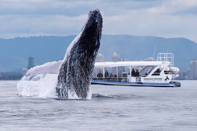Gold Coast Whale Watching Cruise - Introduction