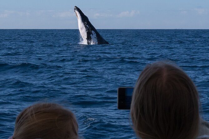 Gold Coast Whale Watching Cruise - Key Points