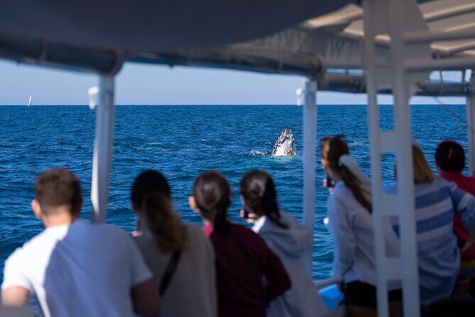Gold Coast Whale Watching Cruise - Practical Considerations