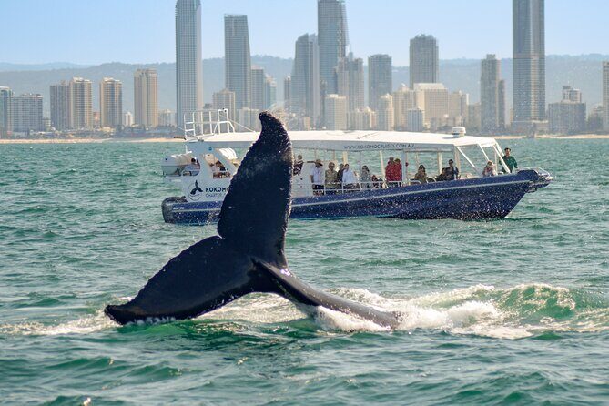 Gold Coast Whale Watching Cruise - FAQs