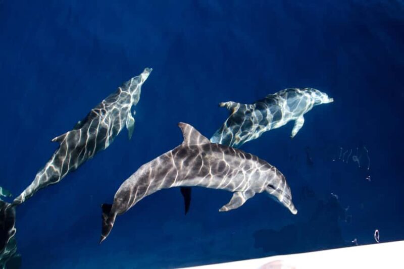 Gold Coast: Whale Watching Cruise & Sea World Entry - Introduction