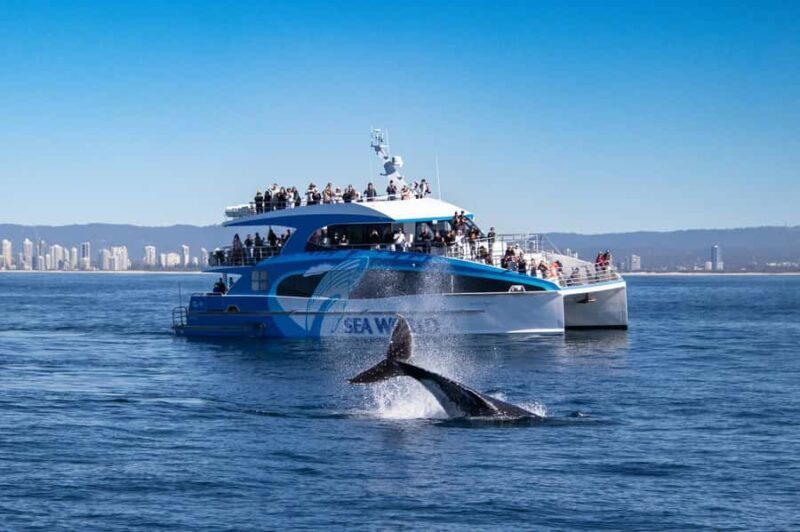 Gold Coast: Whale Watching Cruise & Sea World Entry - The Value of this Combo Tour