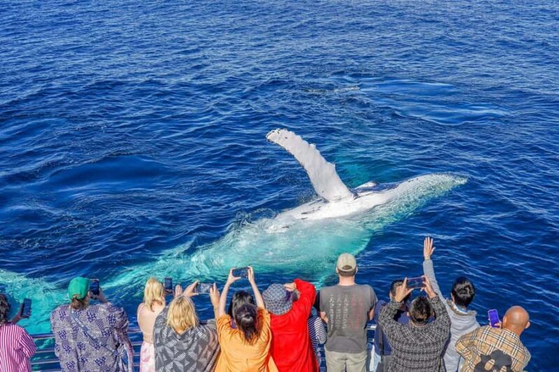 Gold Coast: Whale Watching Cruise & Sea World Entry - Practical Details and Tips