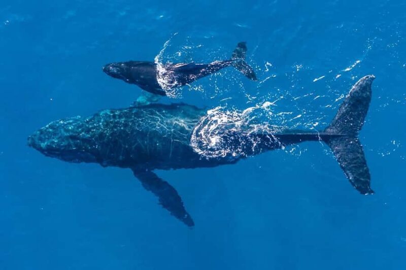 Gold Coast: Whale Watching - Gold Coast: Whale Watching — An Authentic Marine Encounter