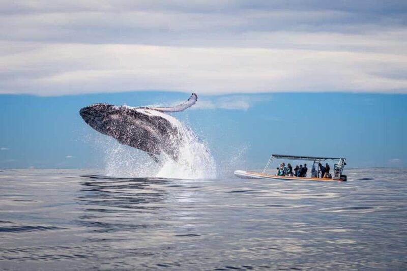 Gold Coast: Whale Watching - Key Points