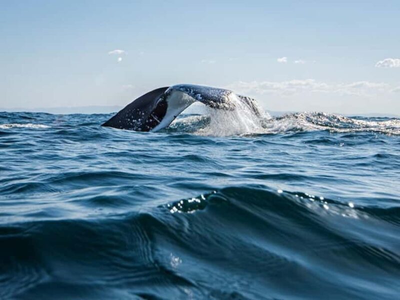 Gold Coast: Whale Watching - Practical Tips for Travelers
