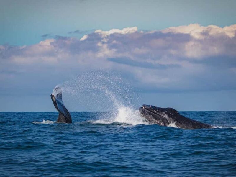 Gold Coast: Whale Watching - Who Will Love This Tour?