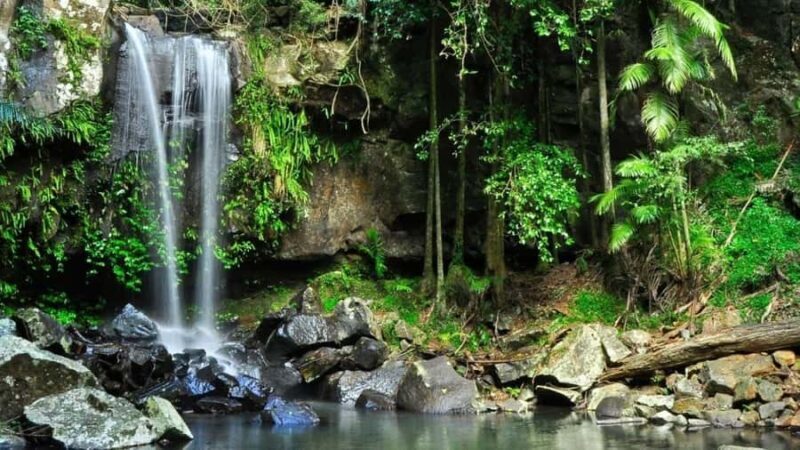 Gold Coast: Wine, Distillery & Rainforest Day Tour - Key Points  