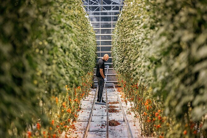 Golden Circle Premium Tour with Fridheimar Farm - The Sum Up: Who Should Sign Up?