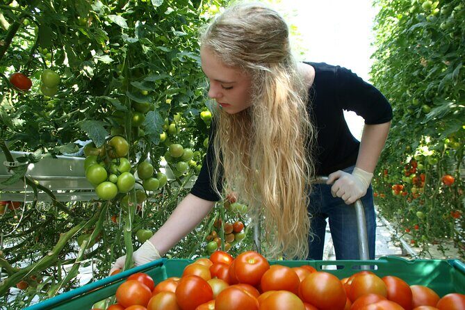 Golden Circle Tales, Tomato Farm & Kerid  Small Group from RVK - Authentic Experiences You Will Remember