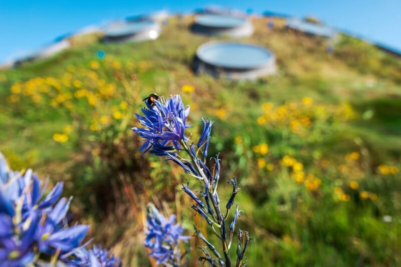 Golden Gate Park Tour With California Academy of Sciences - Discovering Golden Gate Park: An Experience in Natural and Cultural Beauty