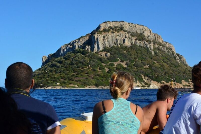 Golfo Aranci: Eco-Friendly Dolphin Watching Boat Trip - An Overview of the Dolphin Watching Experience in Golfo Aranci