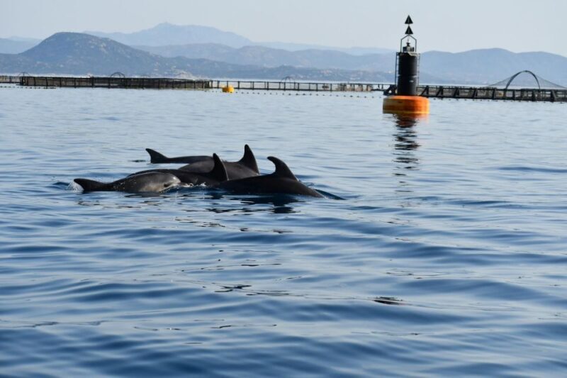 Golfo Aranci: Eco-Friendly Dolphin Watching Boat Trip - The Scenery: Views Beyond the Dolphins