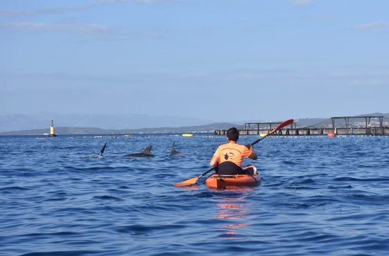 Golfo Aranci: Sunrise Dolphin Kayak Tour with Breakfast - A Deep Dive into the Experience