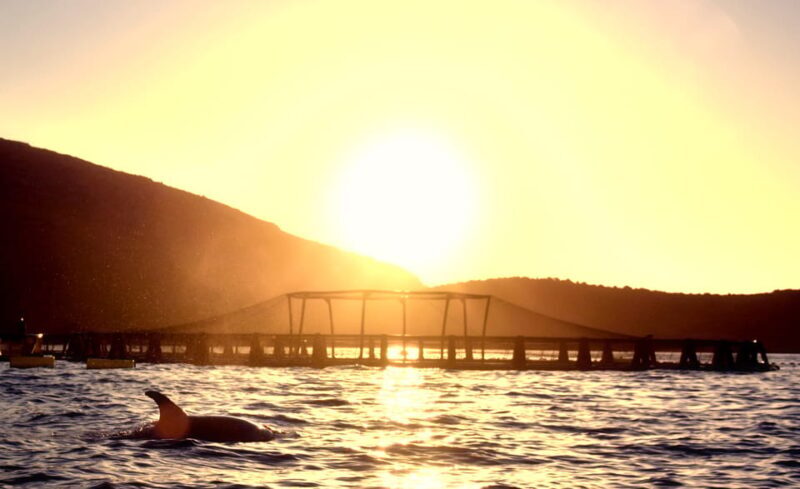 Golfo Aranci: Sunrise Dolphin Kayak Tour with Breakfast - Final Thoughts