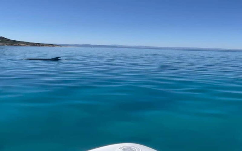 Golfo Aranci tour SUP Paddleboard Dolphin watching, aperitif - Key Points