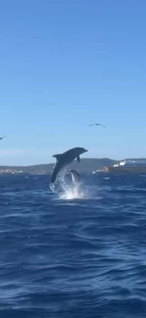 Golfo Aranci tour SUP Paddleboard Dolphin watching, aperitif - The Regional Aperitif and Breakfast