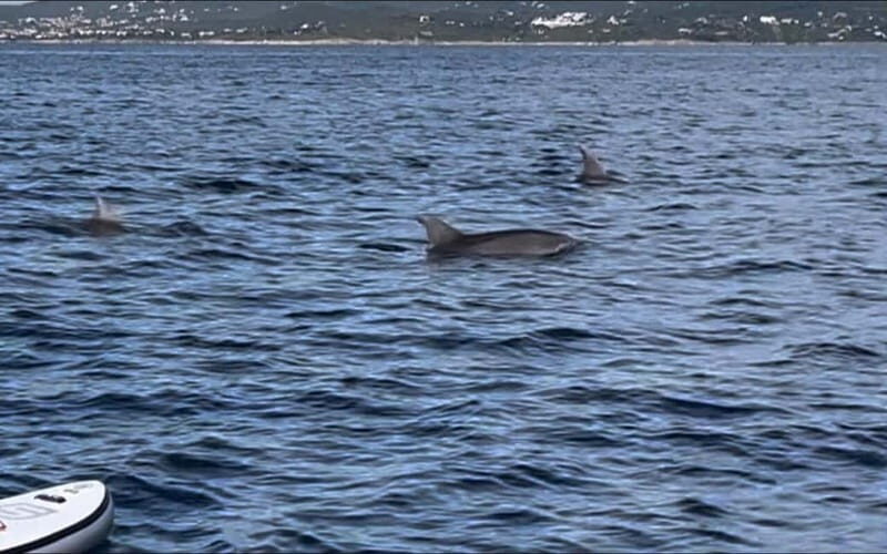 Golfo Aranci tour SUP Paddleboard Dolphin watching, aperitif - What Makes This Tour Stand Out?