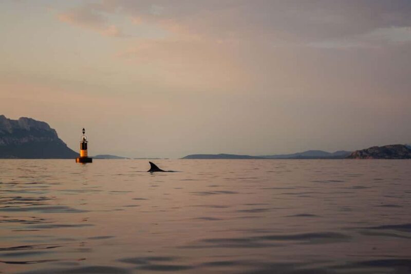 Golfo Aranci: traditional or transparent kayaks, dolphins, and aperitifs - An In-Depth Look at the Golfo Aranci Kayaking Tour