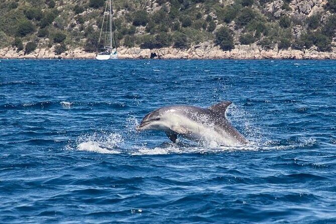 Golfo di Olbia and Dolphins Island Private Boat Tour - Considerations and Who It’s Best For
