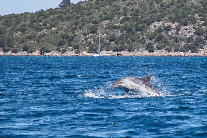 Golfo di Olbia and Dolphins Island Private Boat Tour - The Sum Up
