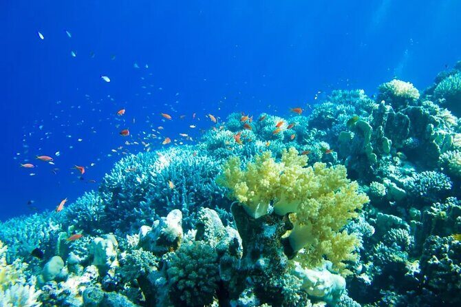 Gorgeous Contoy Adventure! Round Transportation from Cancun & Riviera Maya - The Full Experience Breakdown