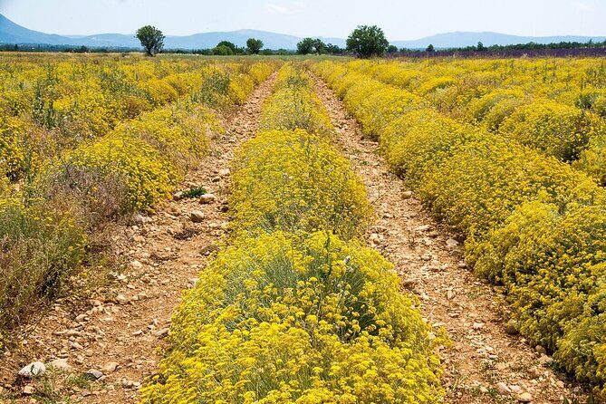 Gorges du Verdon : Lavenders, Canyon Boat Picnic & Villages - Meeting Point and Timing